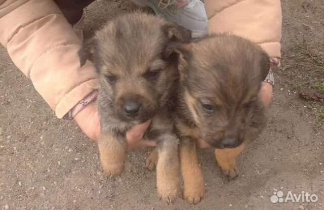 Дворовые, сторожа, звонки