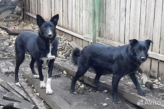 Собаки-неразлучники в добрые руки