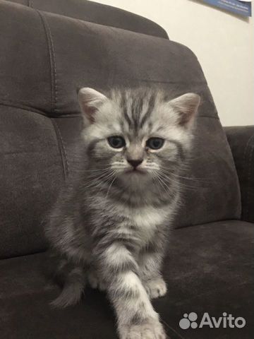 Шотланский котенок