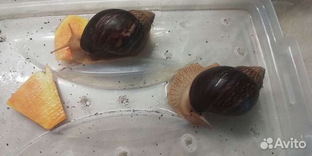 Улитки ахатины бесплатно