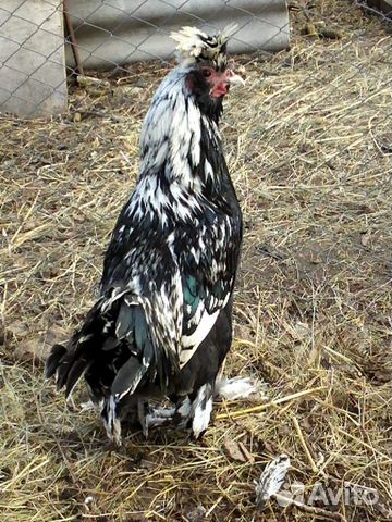 Петух Павловское серебро