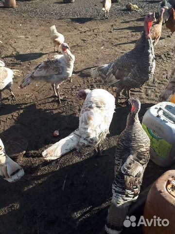 Индюки индюшки индейки