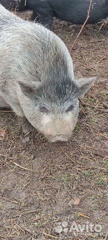 Вьетнамские свини