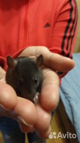 Крыса дамбо