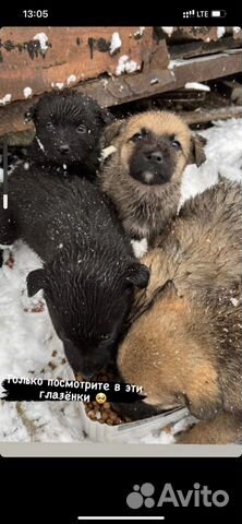 Щенки бесплатно