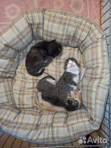 Котята-мелкотята