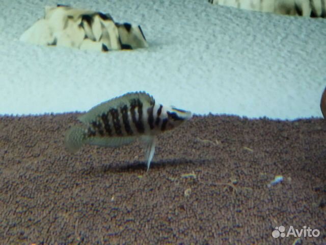 Кальвус блек