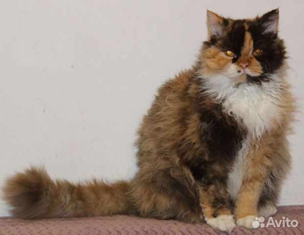 Селкирк-рекс