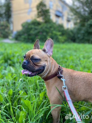 Французский бульдог