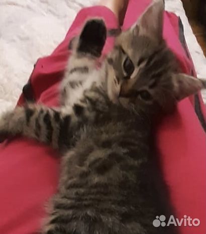 Кошки