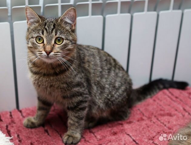 Котенок Люси в добрые руки