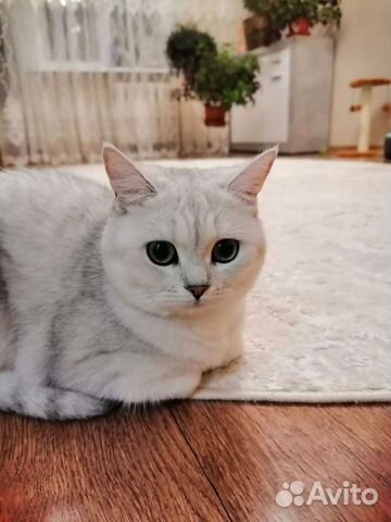 Британская серебристая шиншилла