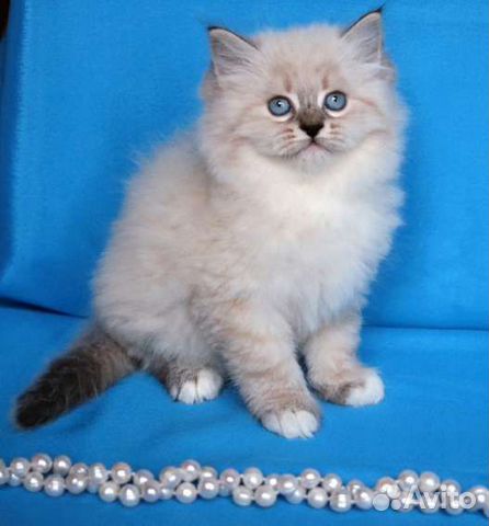 Невские маскарадные котята-мальчики