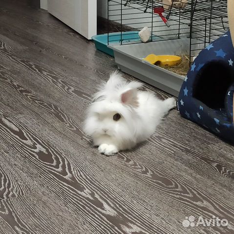 Вязка Львиноголовый, декоративный кролик. Белый, п