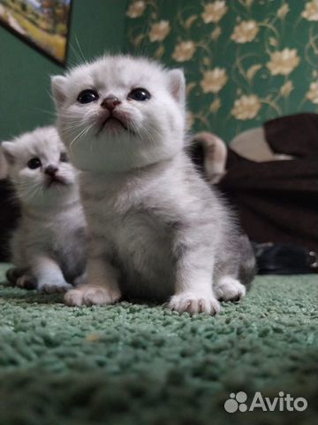 Котята британские (шиншилла)
