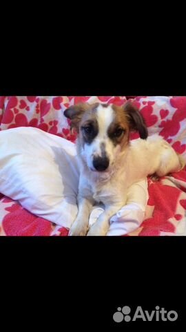 Метис Джек рассел терьера 1 год