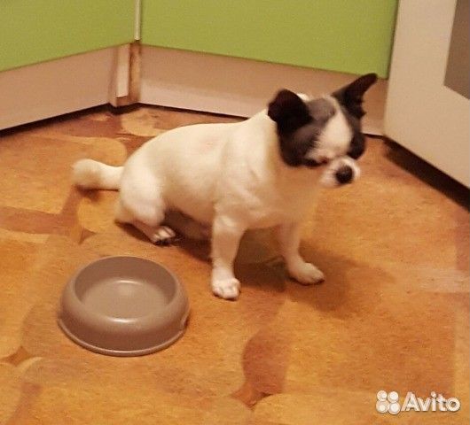 Парень чиха ищет подругу