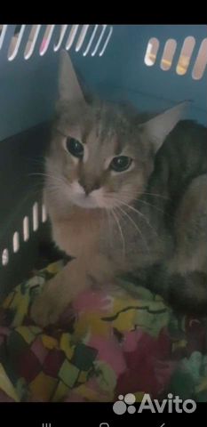 Чаузи кошечка ищет котика для вязки