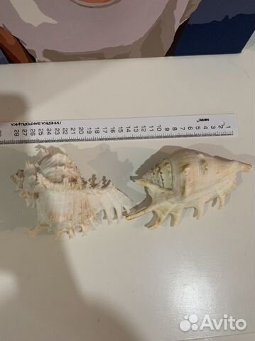 Коралл балянус