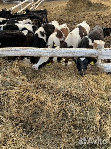 Телята. Бычки