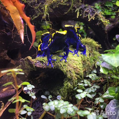 Лягушка Tinctorius Nominat