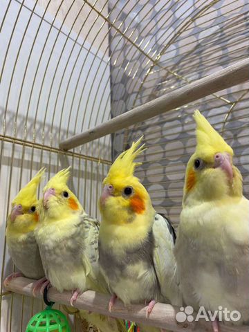 Птенец кореллы