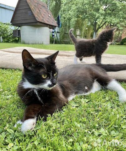 Волшебная кошка в добрые руки