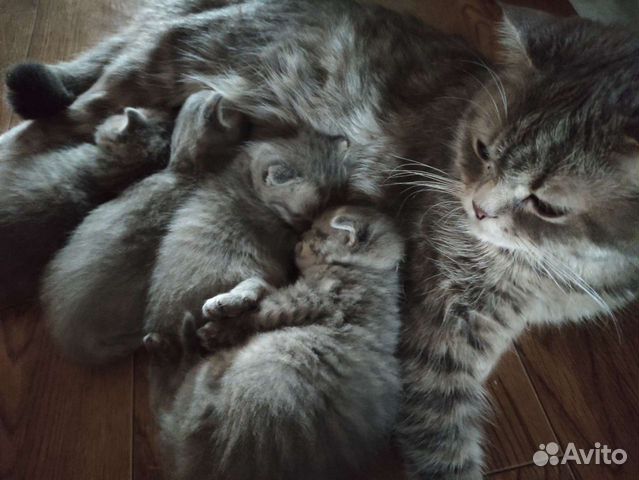 Шотландские вислоухие котята