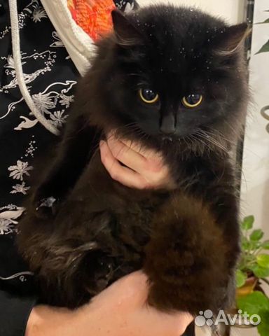 Длинношестный котенок черный