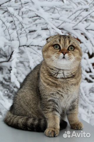 Девочка скотиш фолд