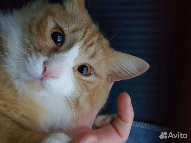 Кот ищет жену