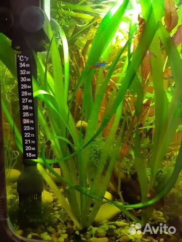 Валиснерия гигантская