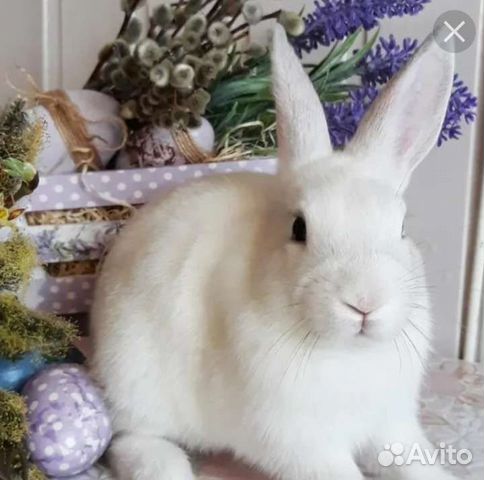 Декоративный кролик