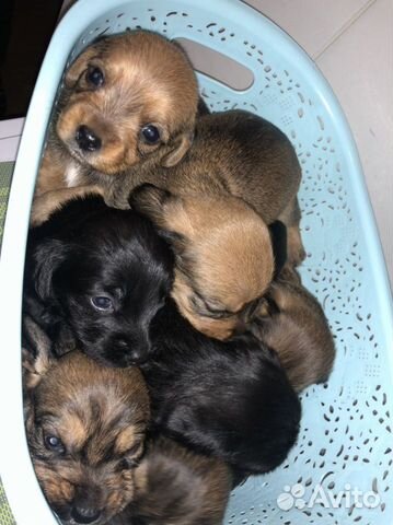 Щенки маленькой собаки