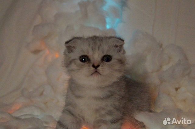 Шотландская вислоухая девочка