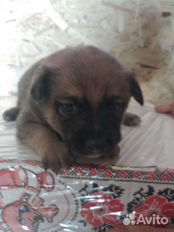 Маленькая собачка в добрые руки