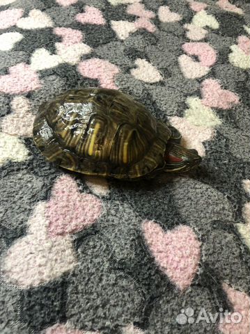 Отдам в добрые руки черепаху