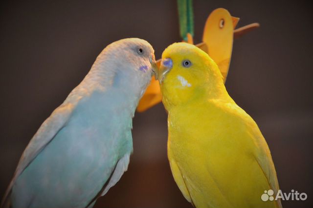 Волнистые попугаи