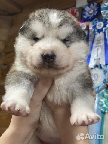 Аляскинский маламут