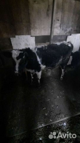 Бык телочка