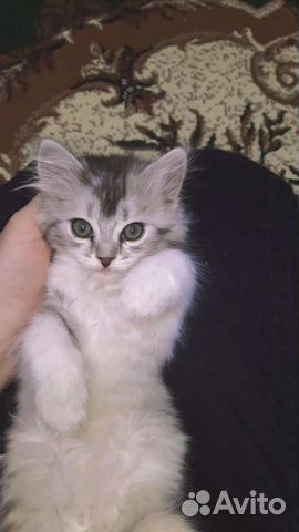 Котята турецкой ангоры