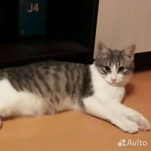 Кошечка подросток ищет дом