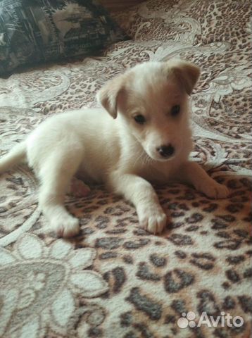 Щенок Чарли 1,5 мес