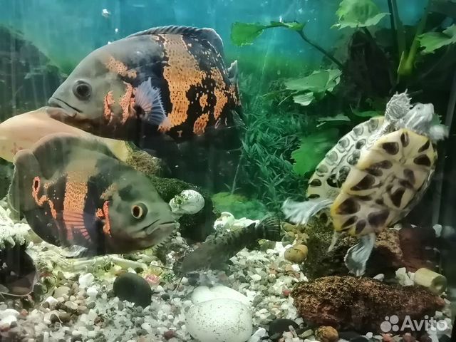 Черепаха водная