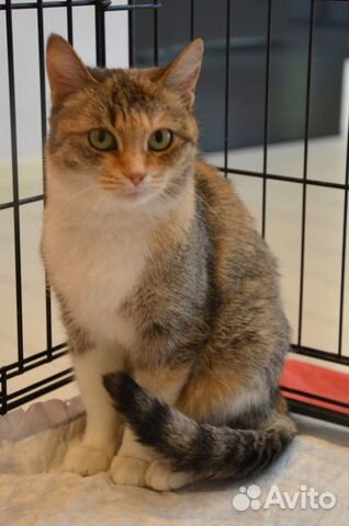 Ласковая кошечка Медея в добрые руки