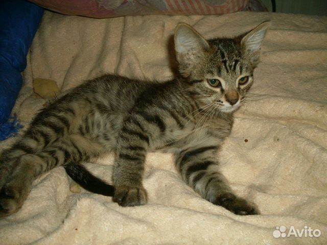 Котенок мальчик 2.5 месяца