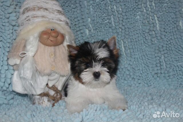 Детки бивера