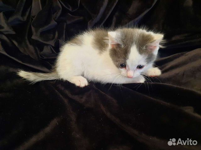 Котик в дар