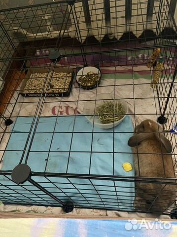 Декоративные кролики