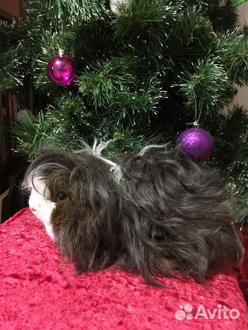 Морская свинка